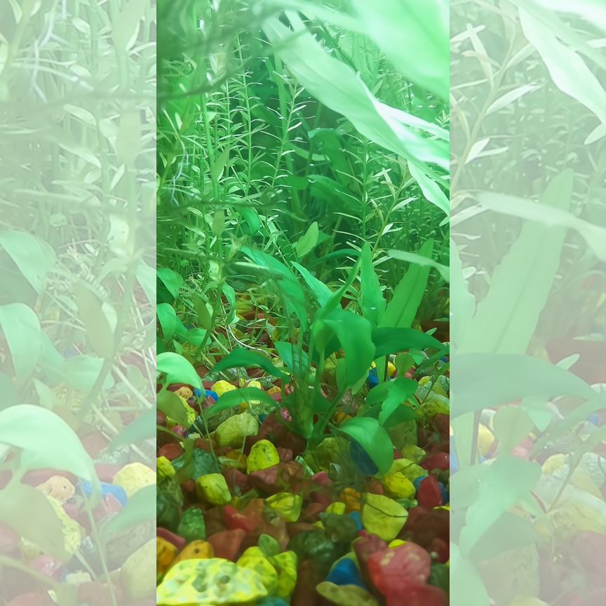 Растения для аквариума