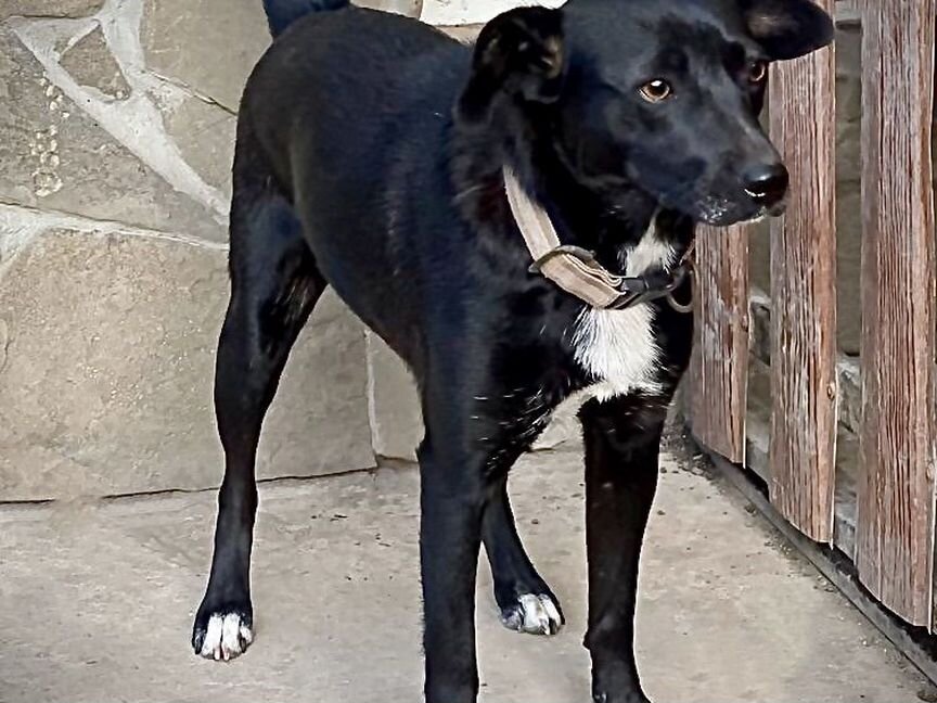 Собака в добрые руки