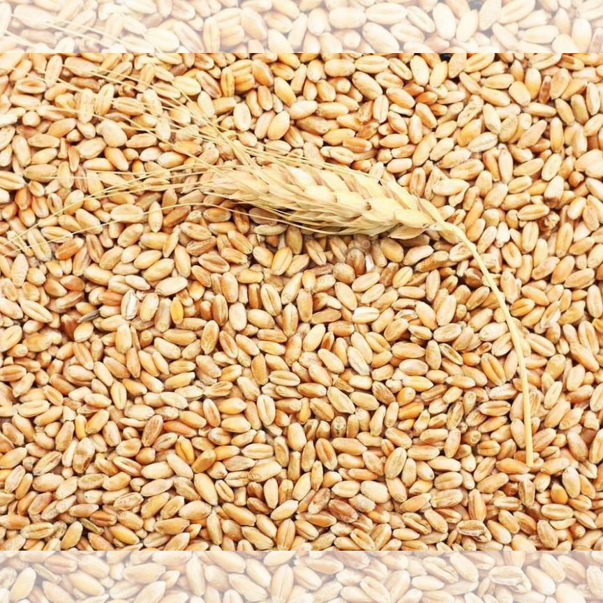 Продам зерно пшеницы самовывоз Скворцова 8000т. Р