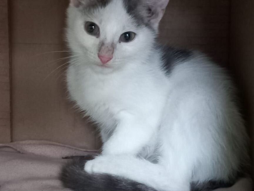 Несчастный котёнок