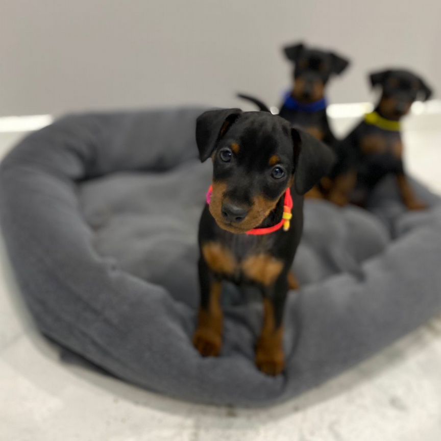 Цвергпинчер (щенки )