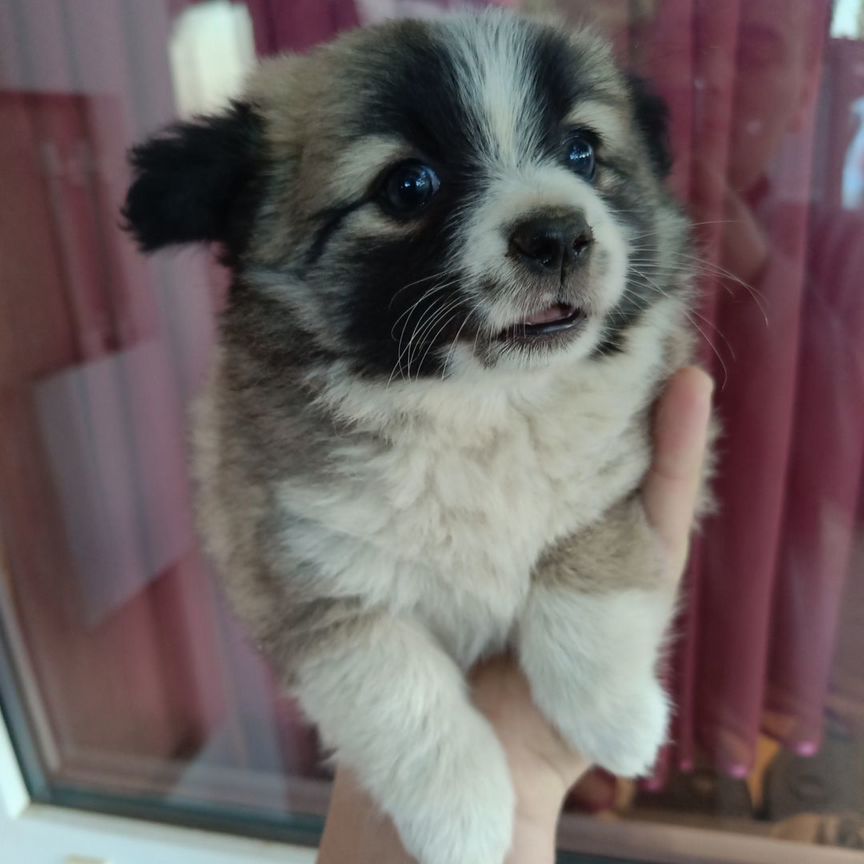 Померанский шпиц Собака щенок