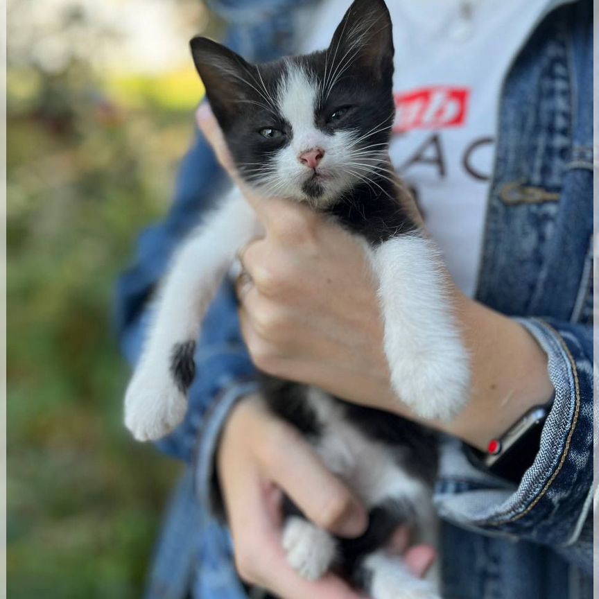 Котенок в добрые руки