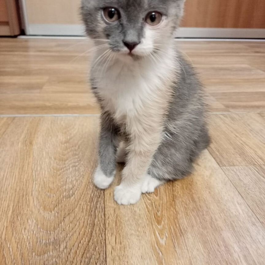 Кошечка 2мес
