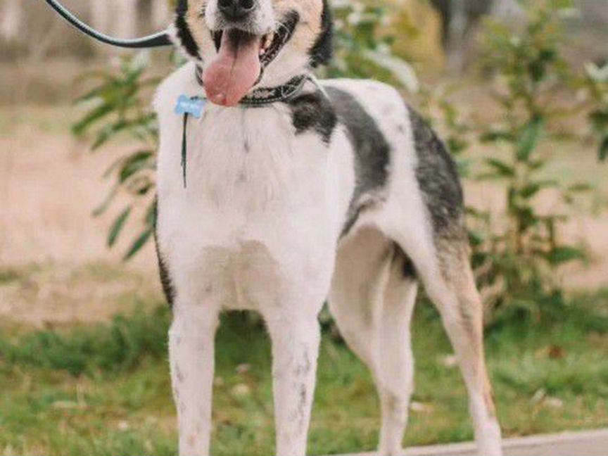 Элис - собака нянька и просто отличный друг