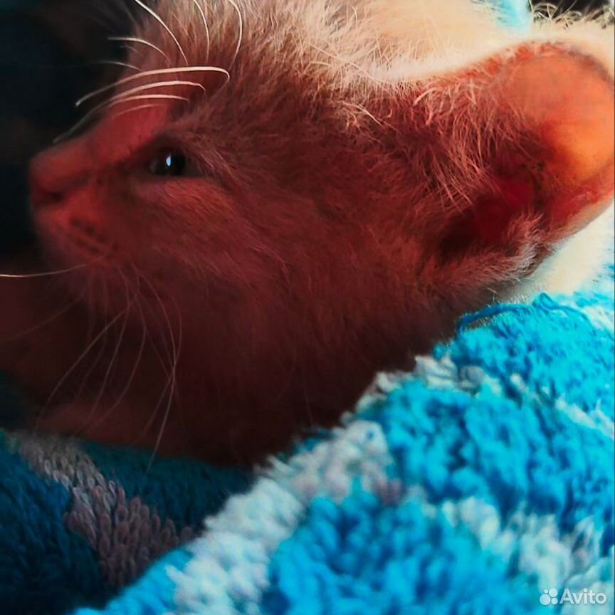 Котик в добрые руки, возраст около месяца