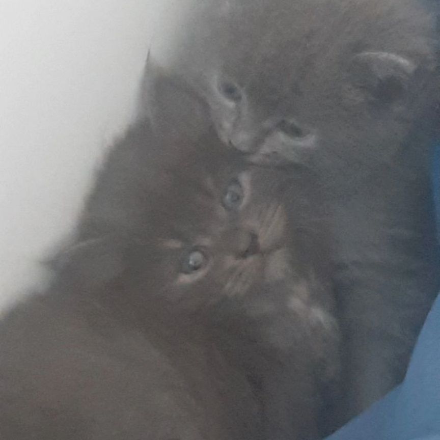 Котята в добрые руки мальчики