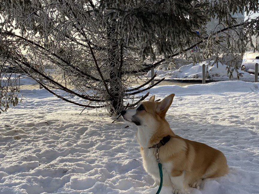 Вельш Корги Пемброк