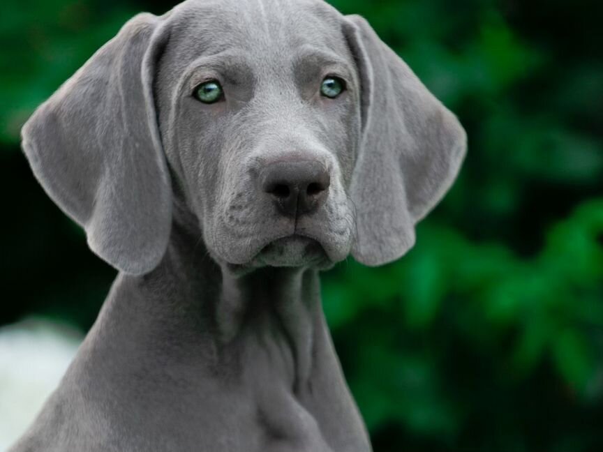 Щенки веймаранера (серебряный призрак)