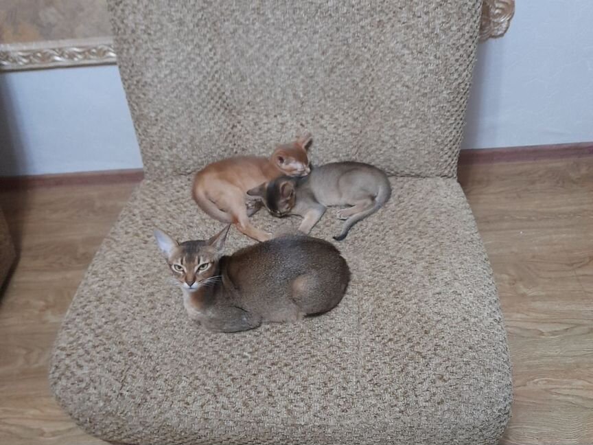 Котята