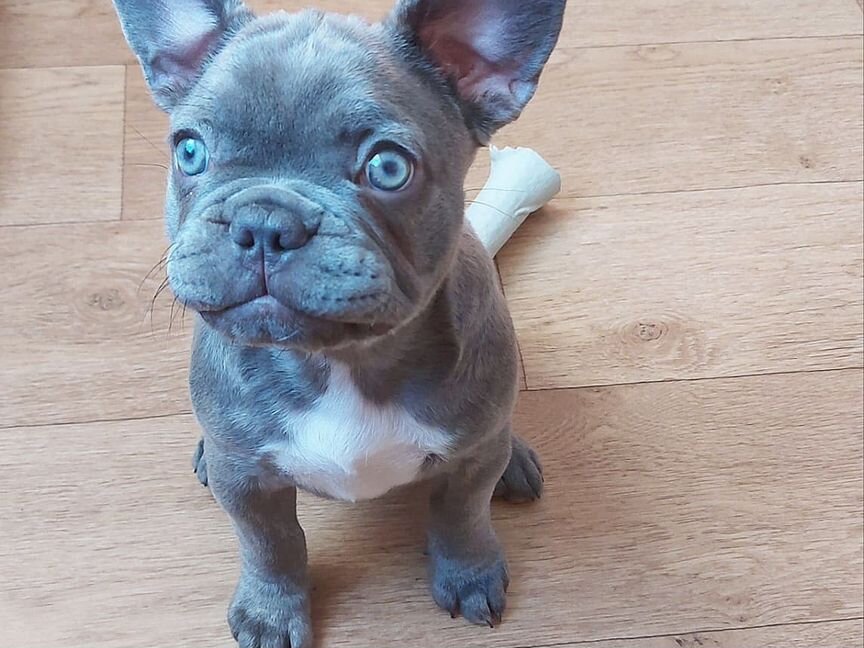 Лиловая француженка