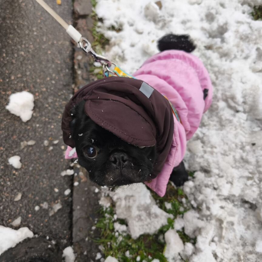 Мопс, щенок