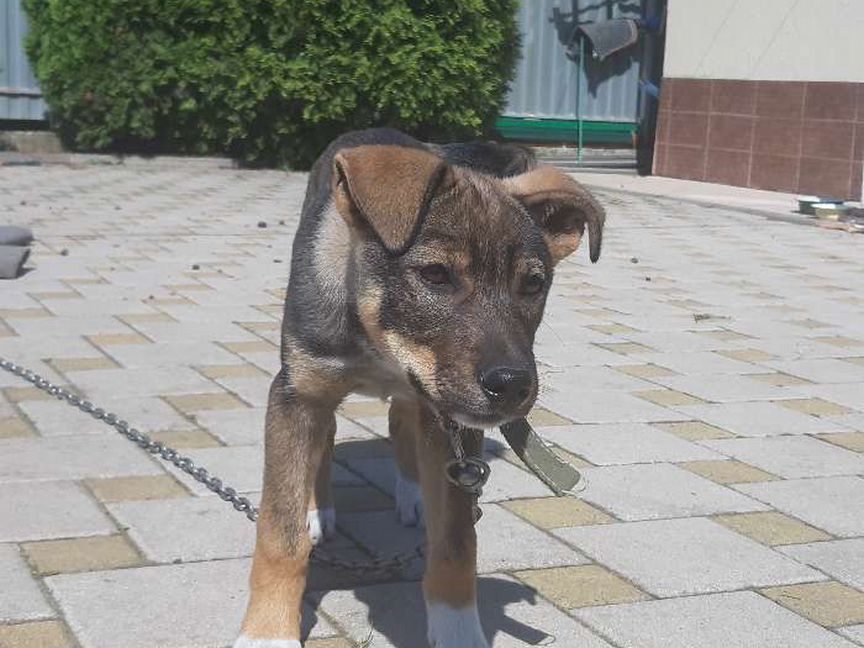 Щенок в добрые руки