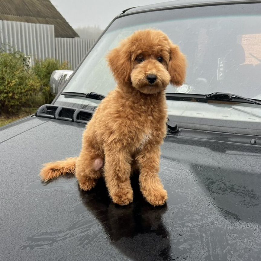 Мальчик Мальтипу (maltipoo F1)