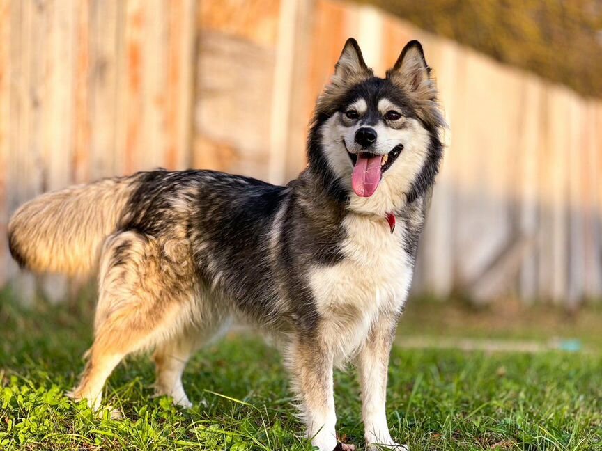 Харизматичная Марго в добрые руки