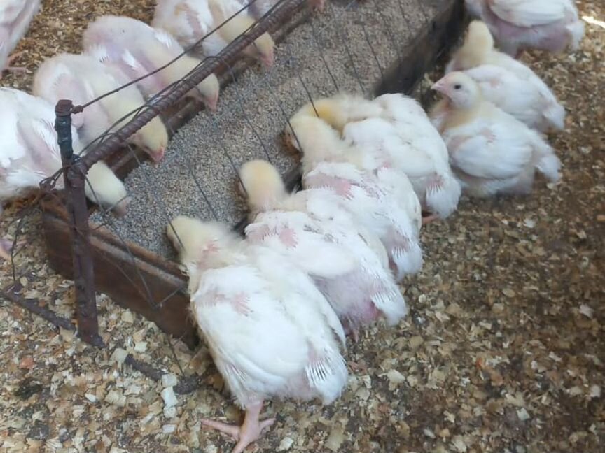 Цыплята бройлеры подрощенные