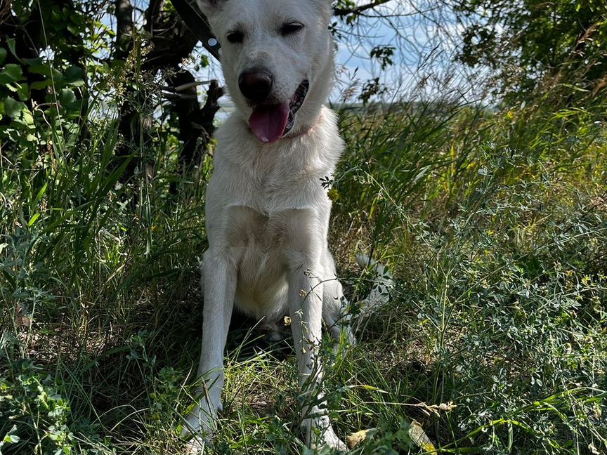 Прекрасный пес ищет дом