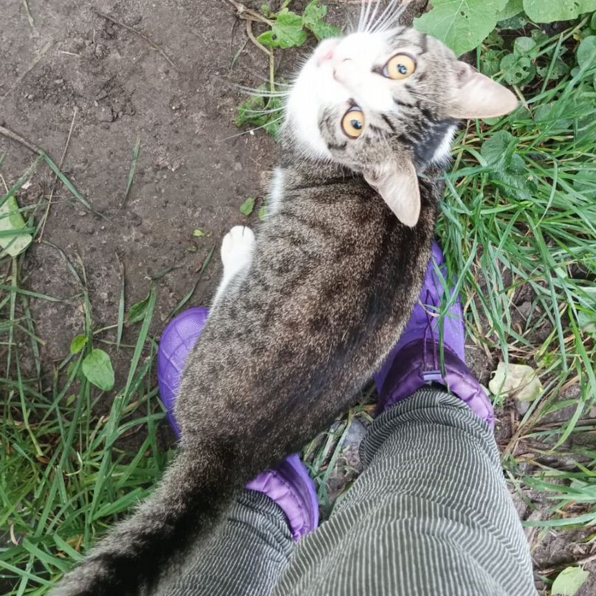 Кот