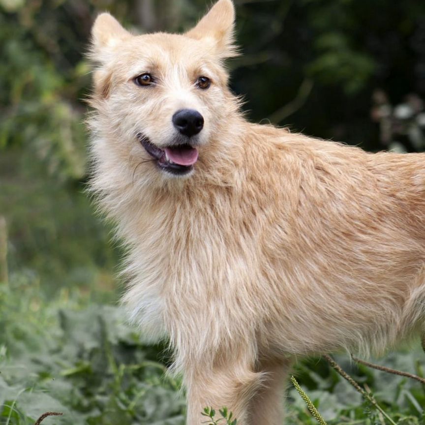 Собака в добрые руки из приюта