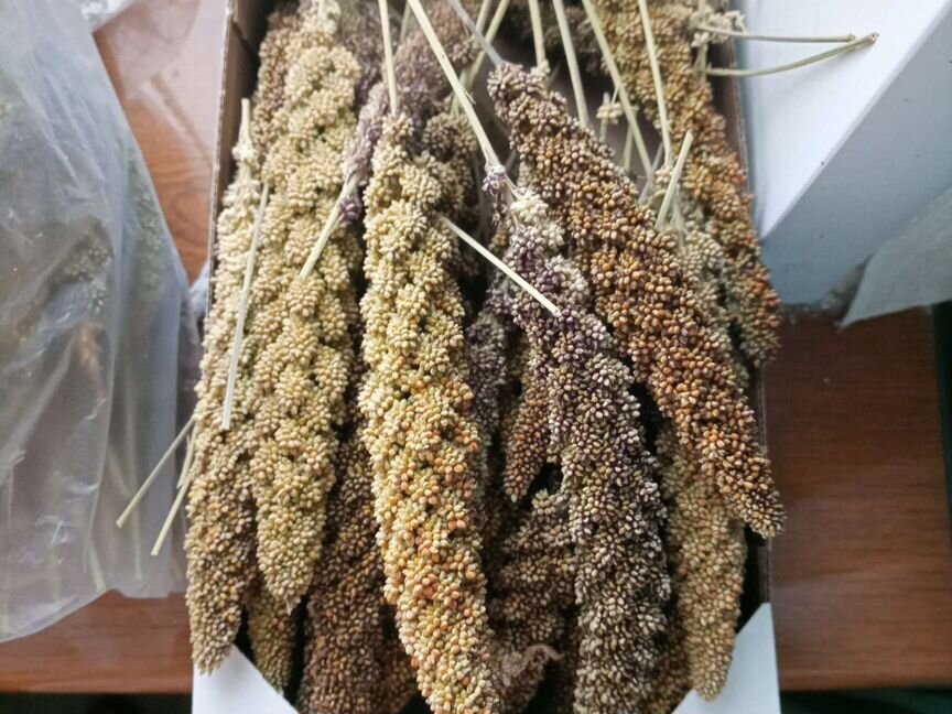 Чумиза для попугаев