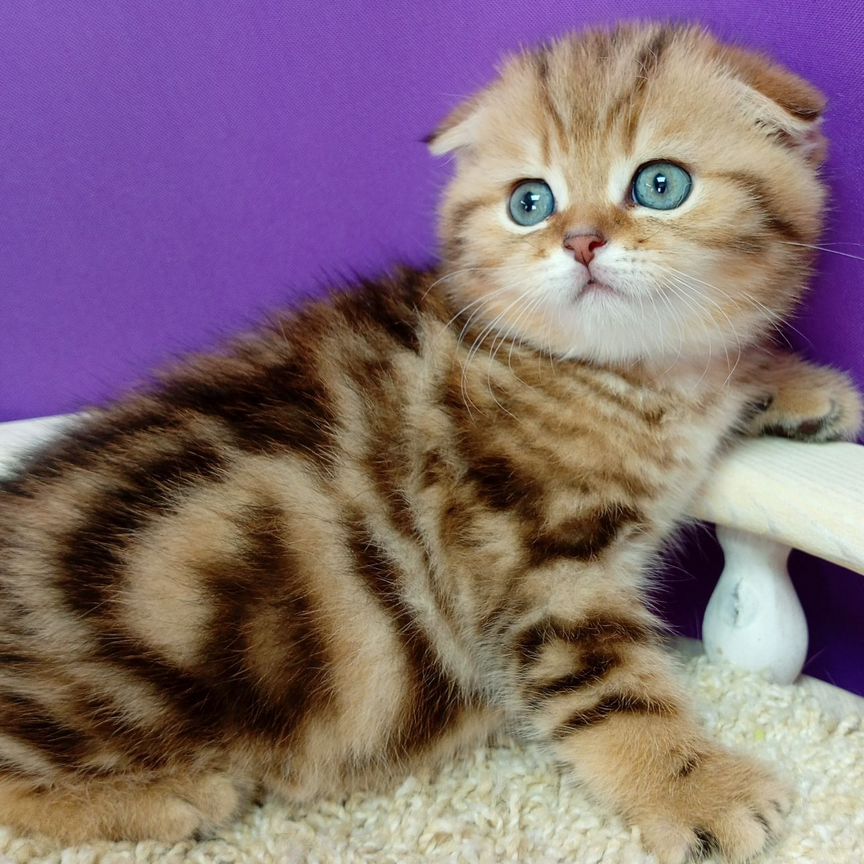 Шотландский вислоухий короткошёрстный котёнок