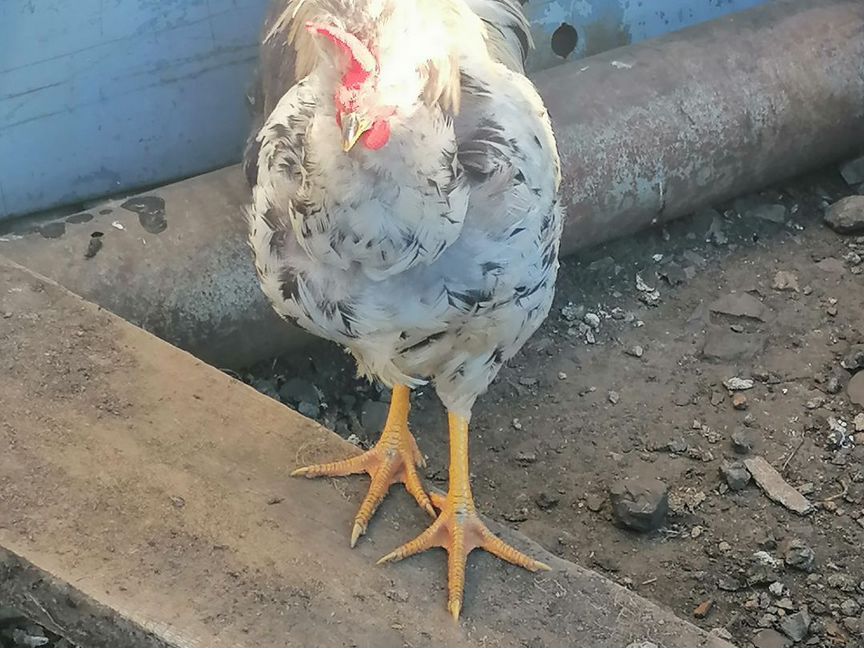 Петухи голошейные