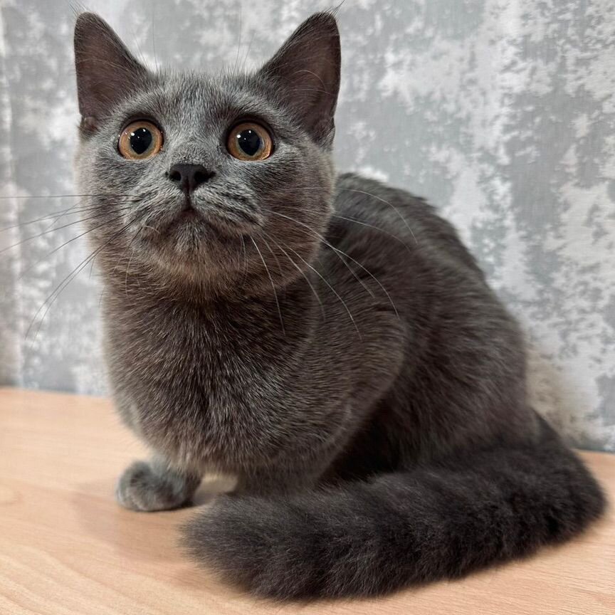 Отдам в добрые руки (кошечку)