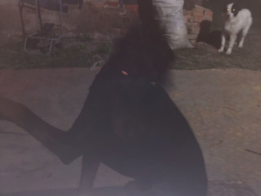 Доберман случка