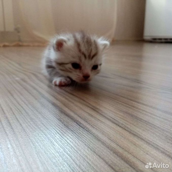 Шотланские вислоухие котята