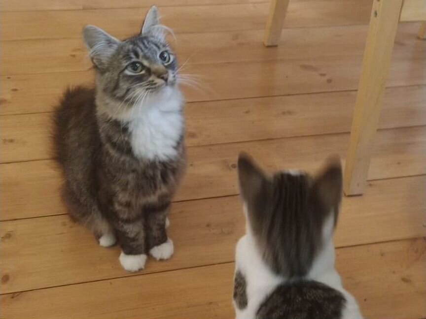 Ласковая кошечка