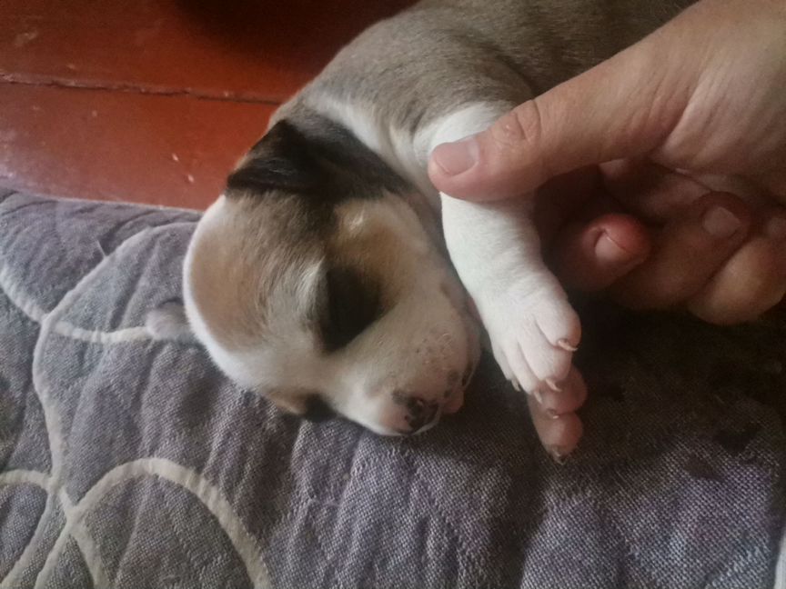 Американский Стаффордширский терьер