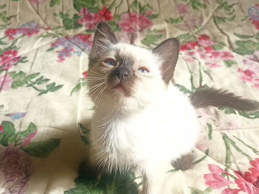 Котята