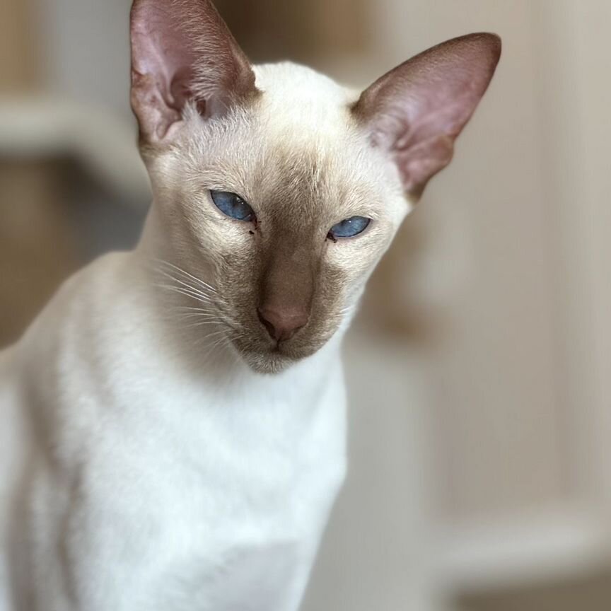 Ориентальные котята