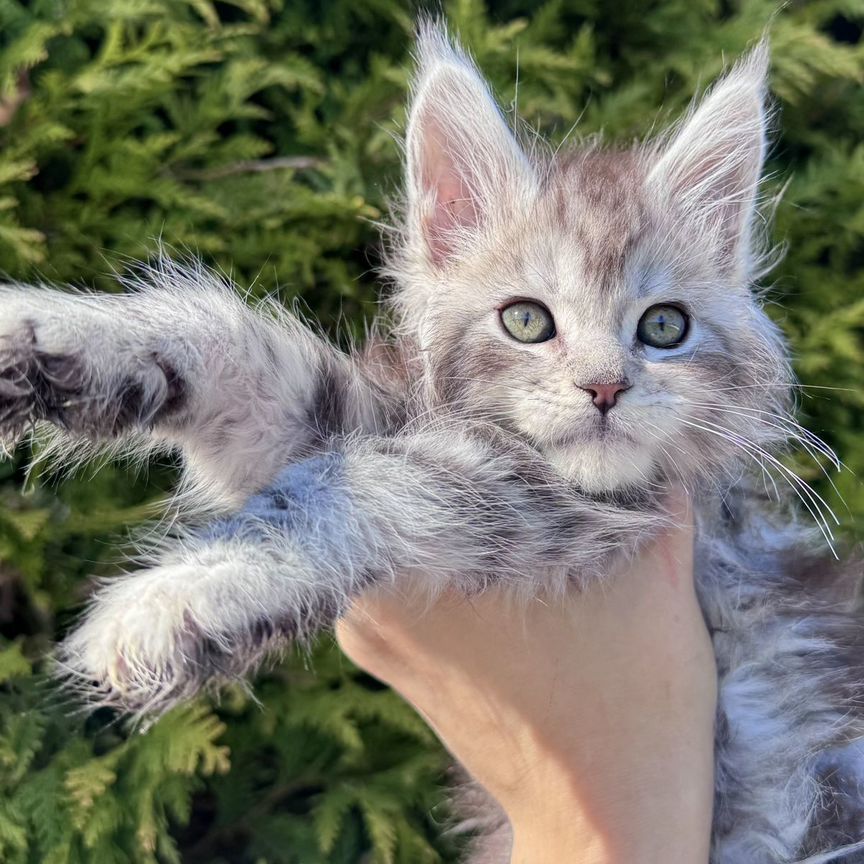 Мейн-кун котёнок