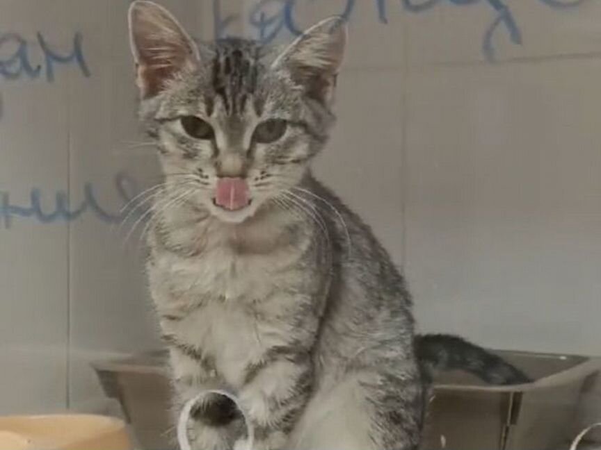Котенок в добрые руки бесплатно