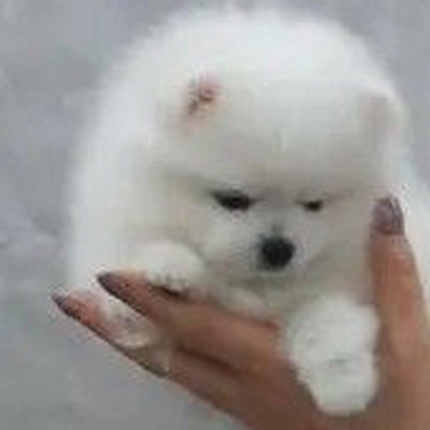 Померанский шпиц, щенок