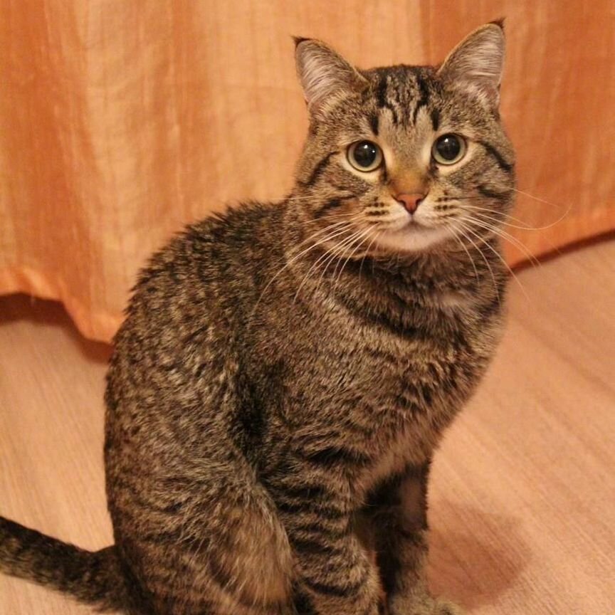 Ласковый котик ищет дом