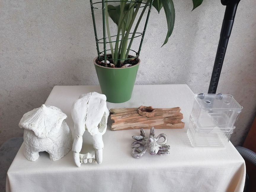 Декарации для аквариума, ул итки ампулярии