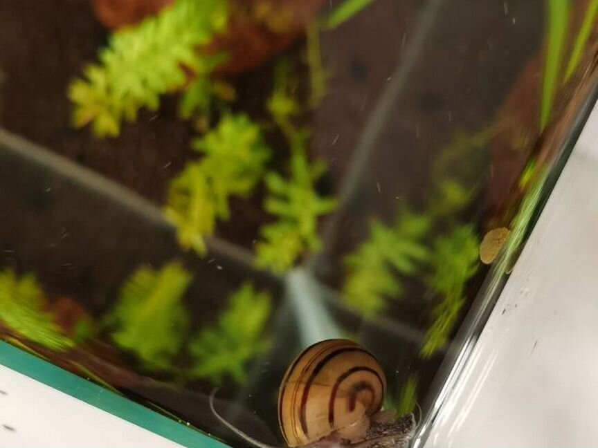 Улитки спикси