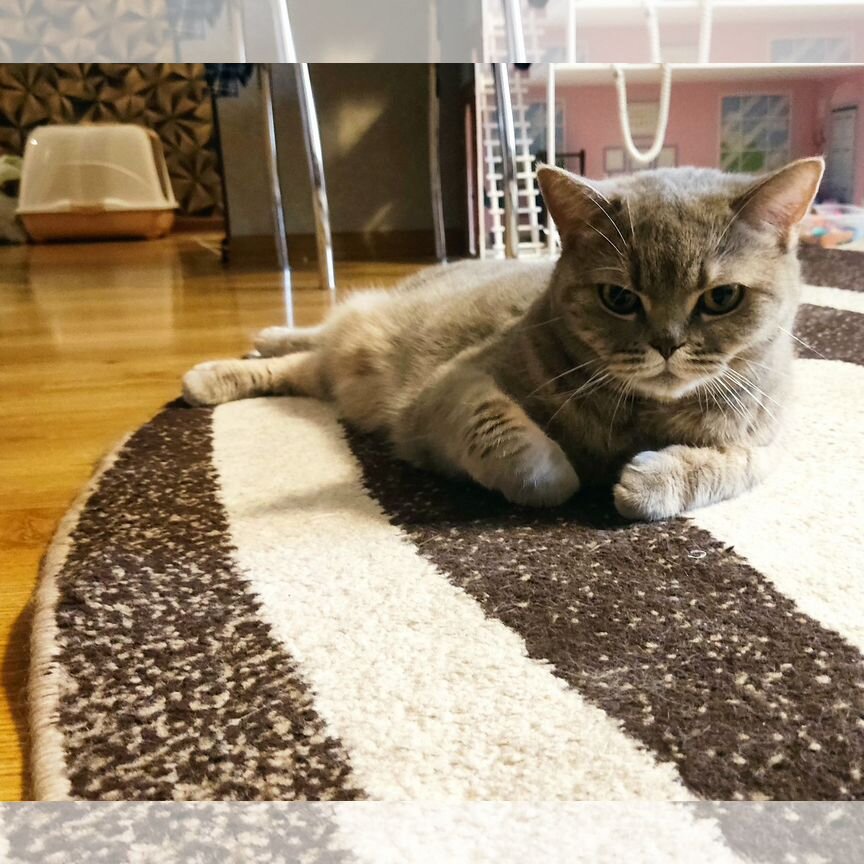 Шотландская кошка бесплатно