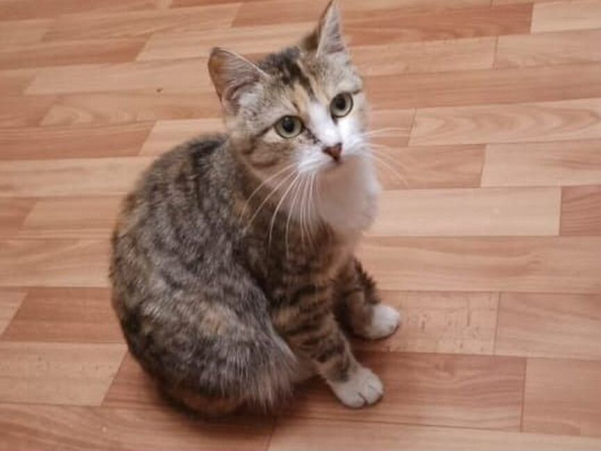 Пестрый котенок в дар (бесплатно)