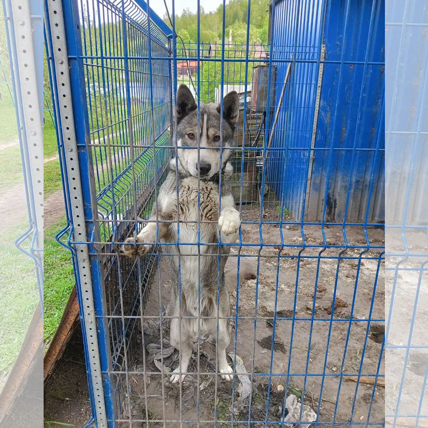 Хаски бесплатно