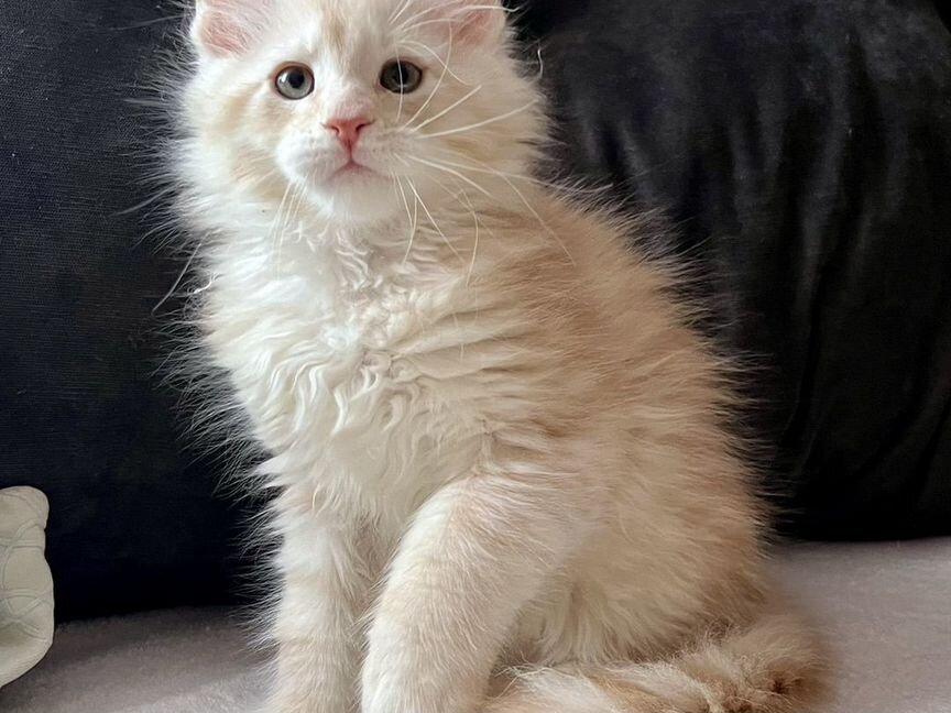 Котята мейн кун