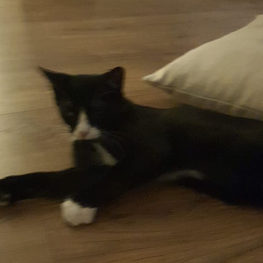 Молодой котик в добрые руки