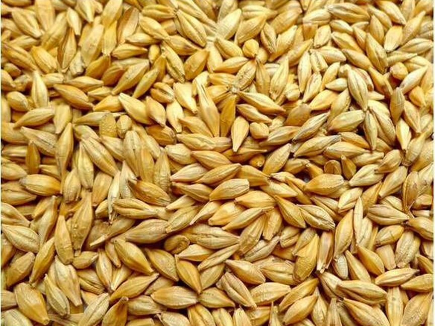 Ячмень. Можно на семену