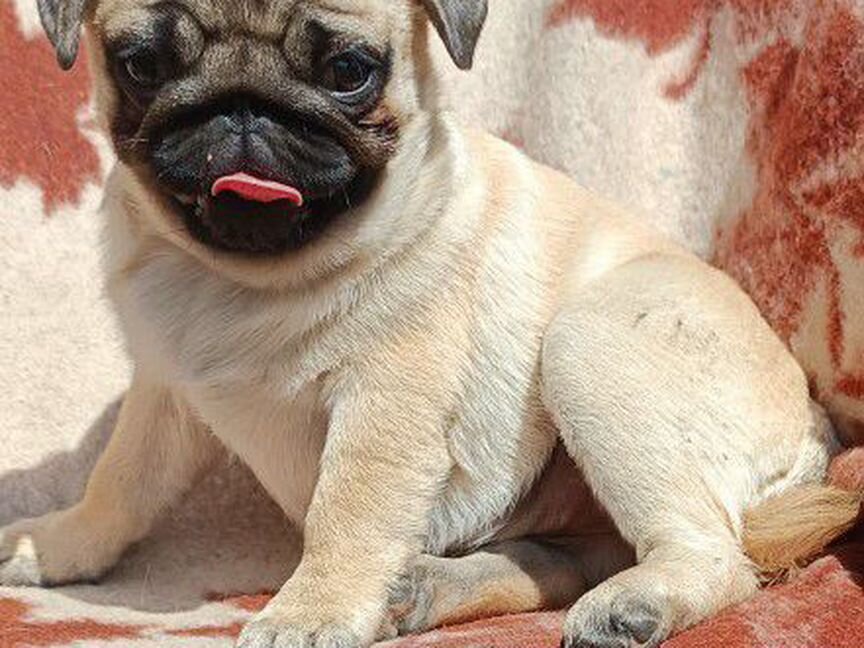 Щенки мопса