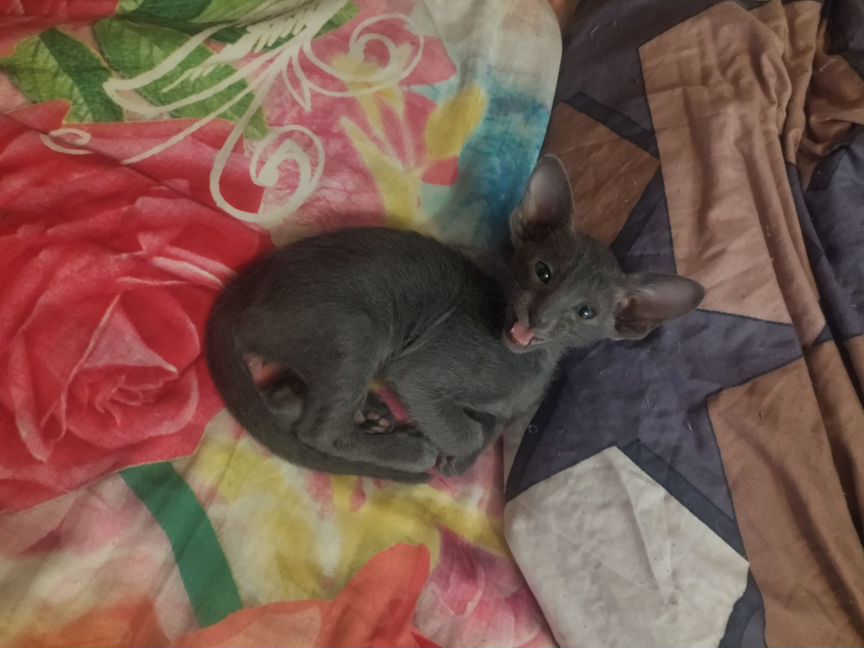 Ориентальный котёнок