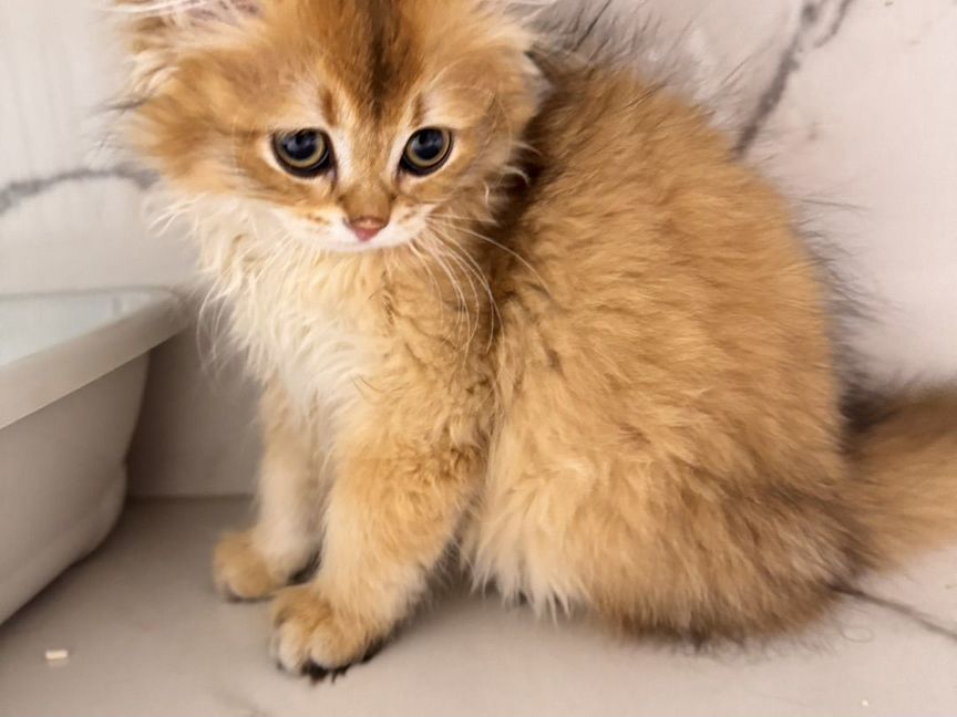 Британский котенок золотая шиншилла