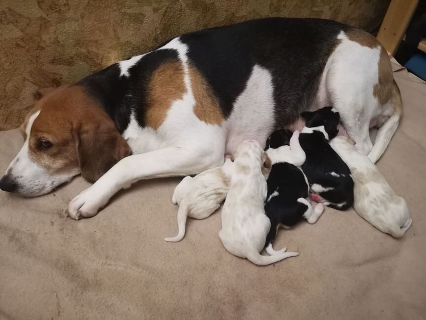 Эстонская гончая