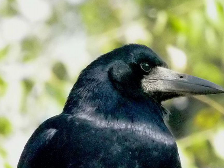 Умная птица грач